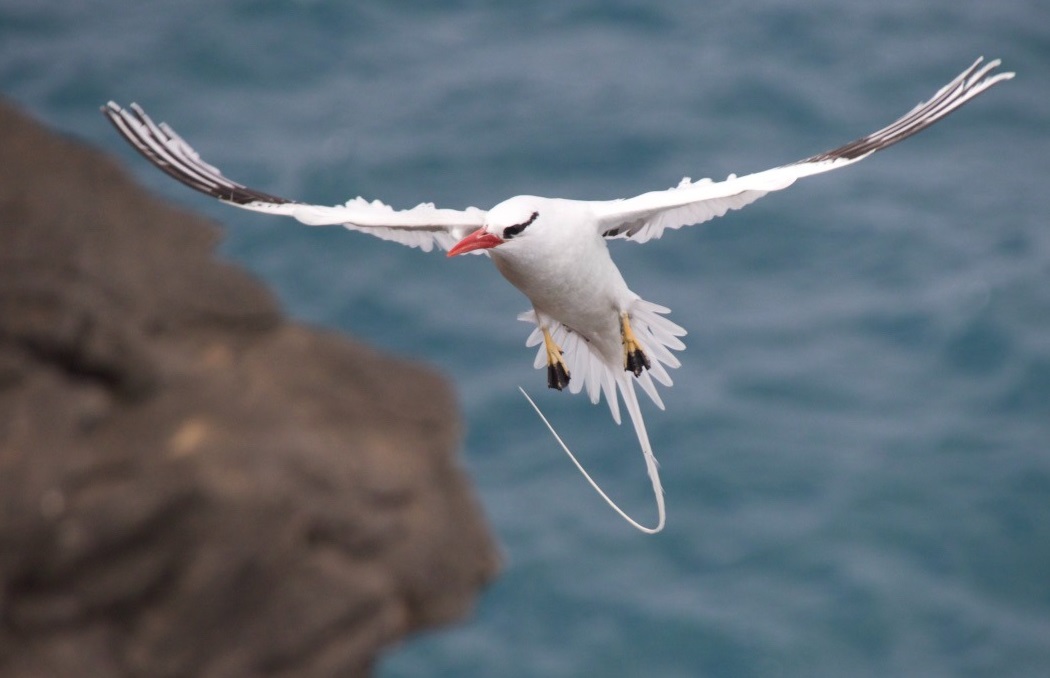 La fotografía: Rabijunco de pico rojo - Maspalomasplus.com